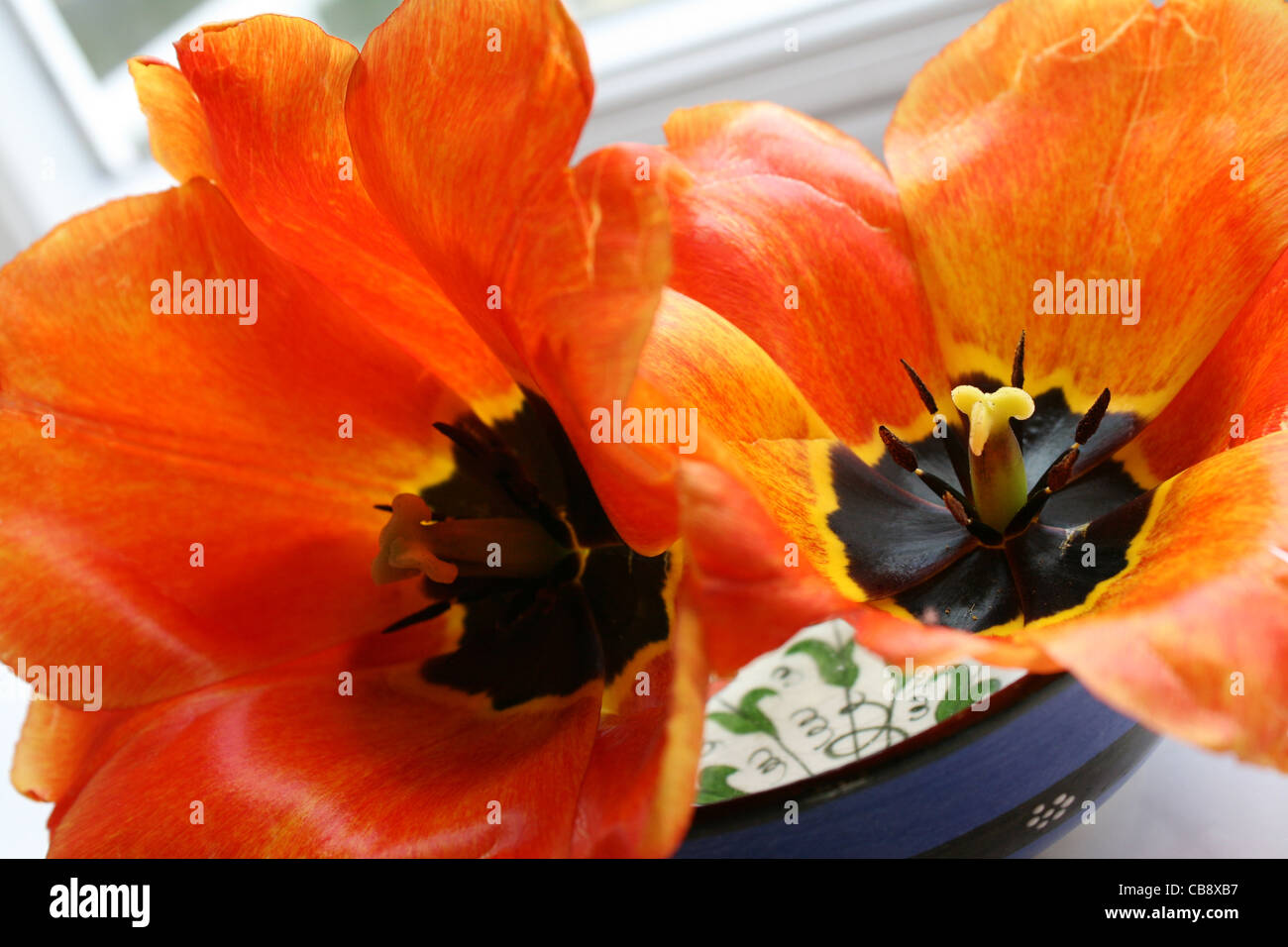 Flame orange tulip flowers Stock Photo - Alamy