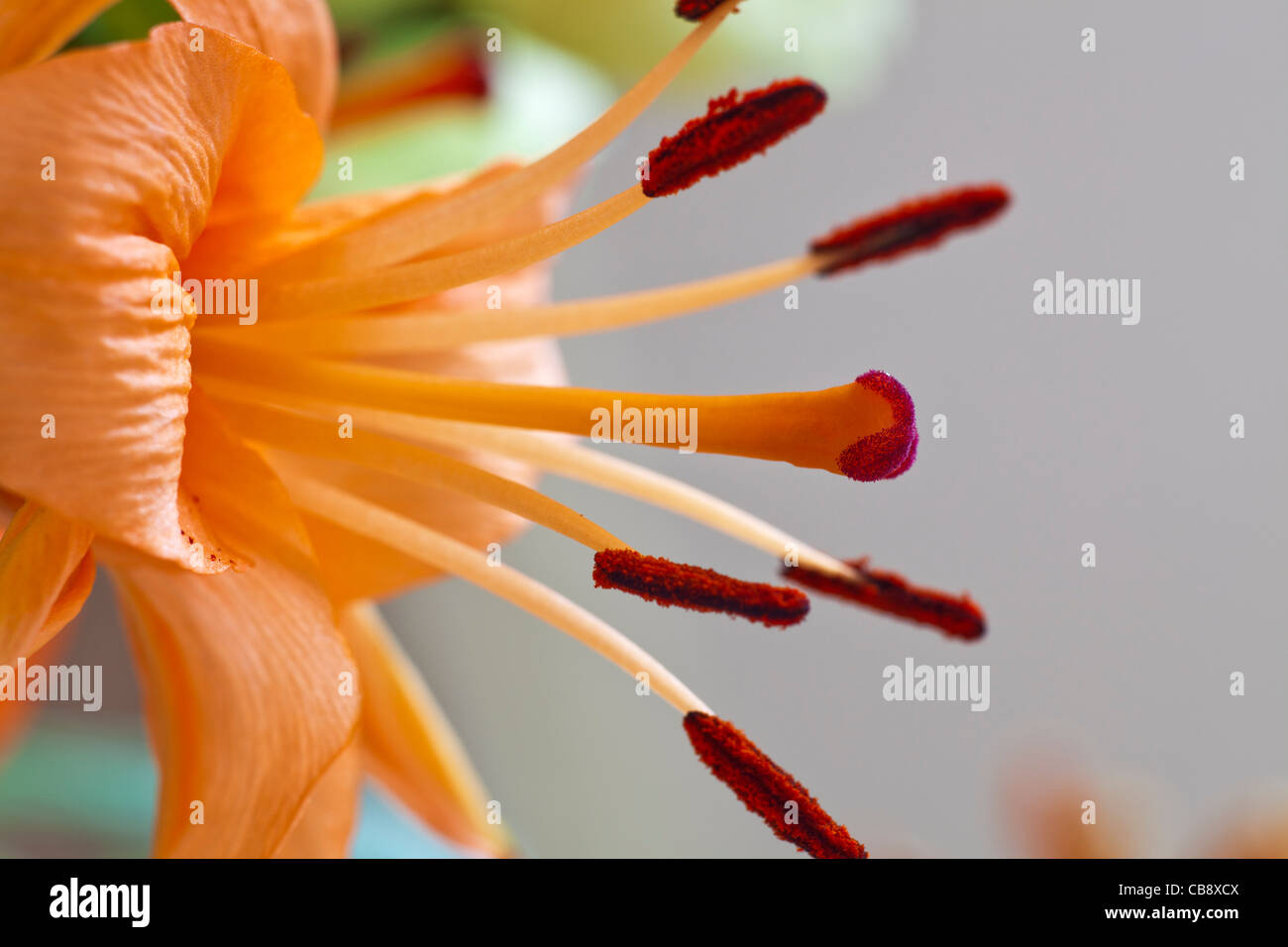 orange tiger lily with pollen covered anthers Stock Photo - Alamy