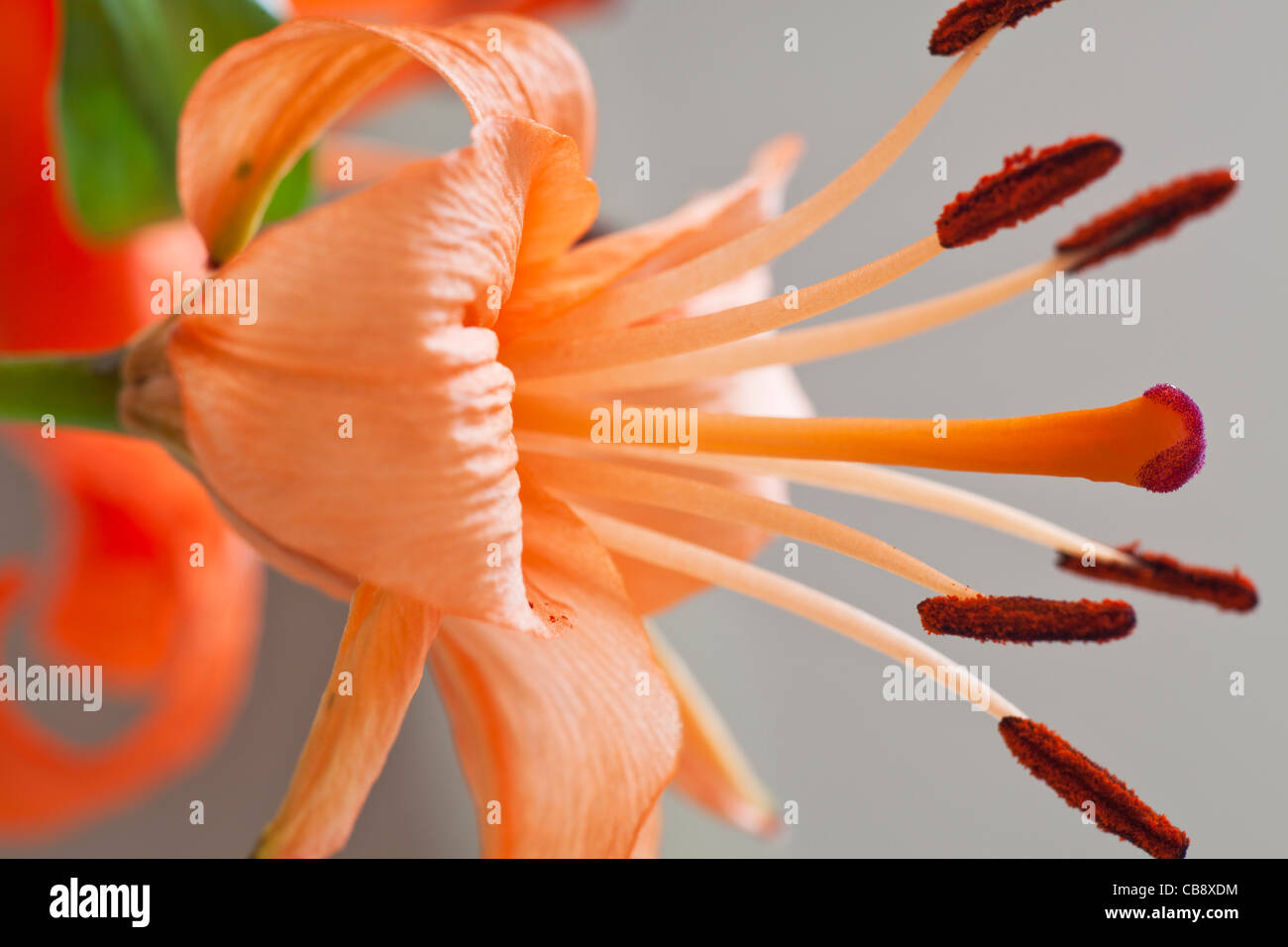 orange tiger lily with pollen covered anthers Stock Photo - Alamy