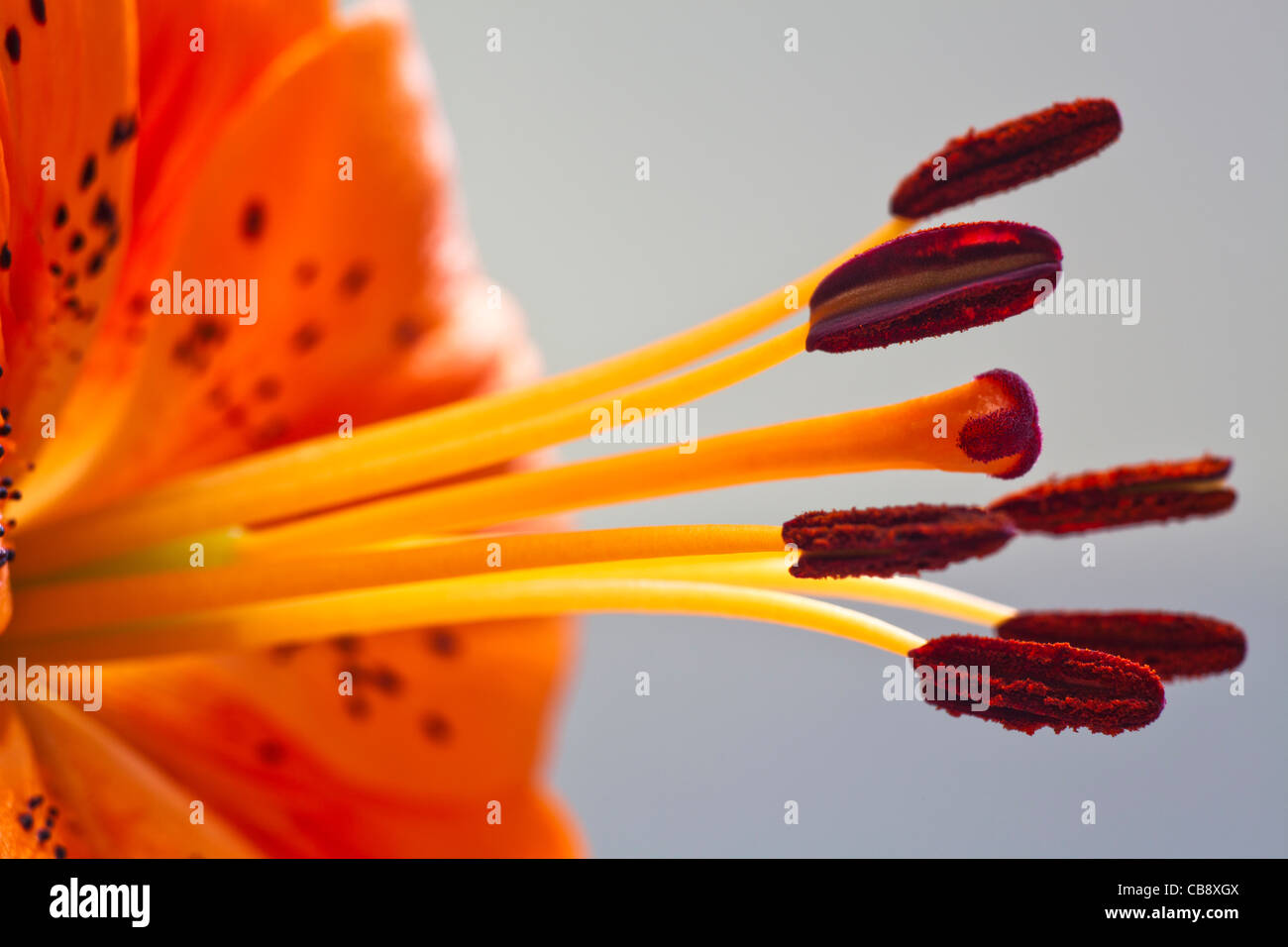 orange tiger lily with pollen covered anthers Stock Photo - Alamy