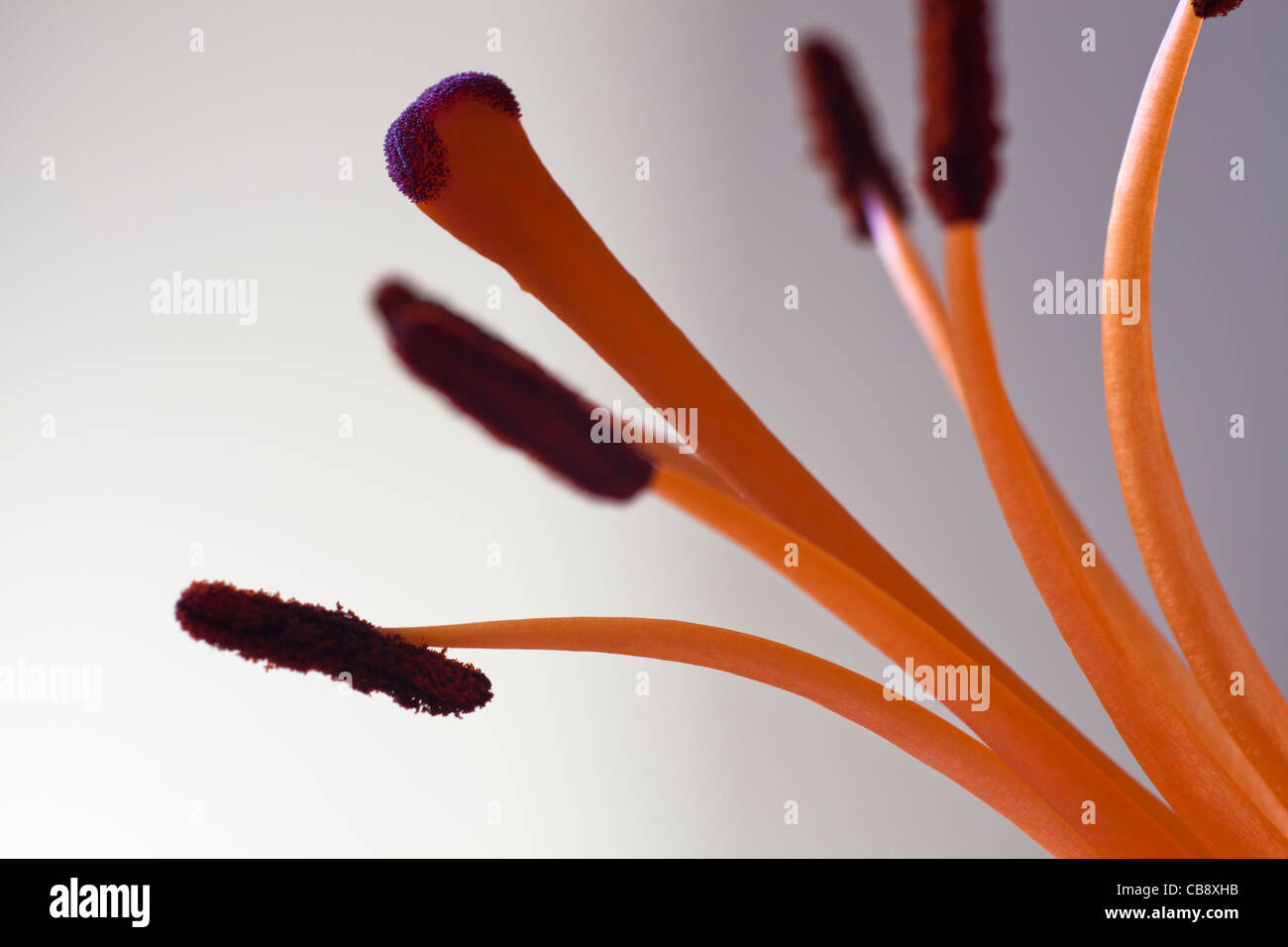 orange tiger lily with pollen covered anthers Stock Photo - Alamy