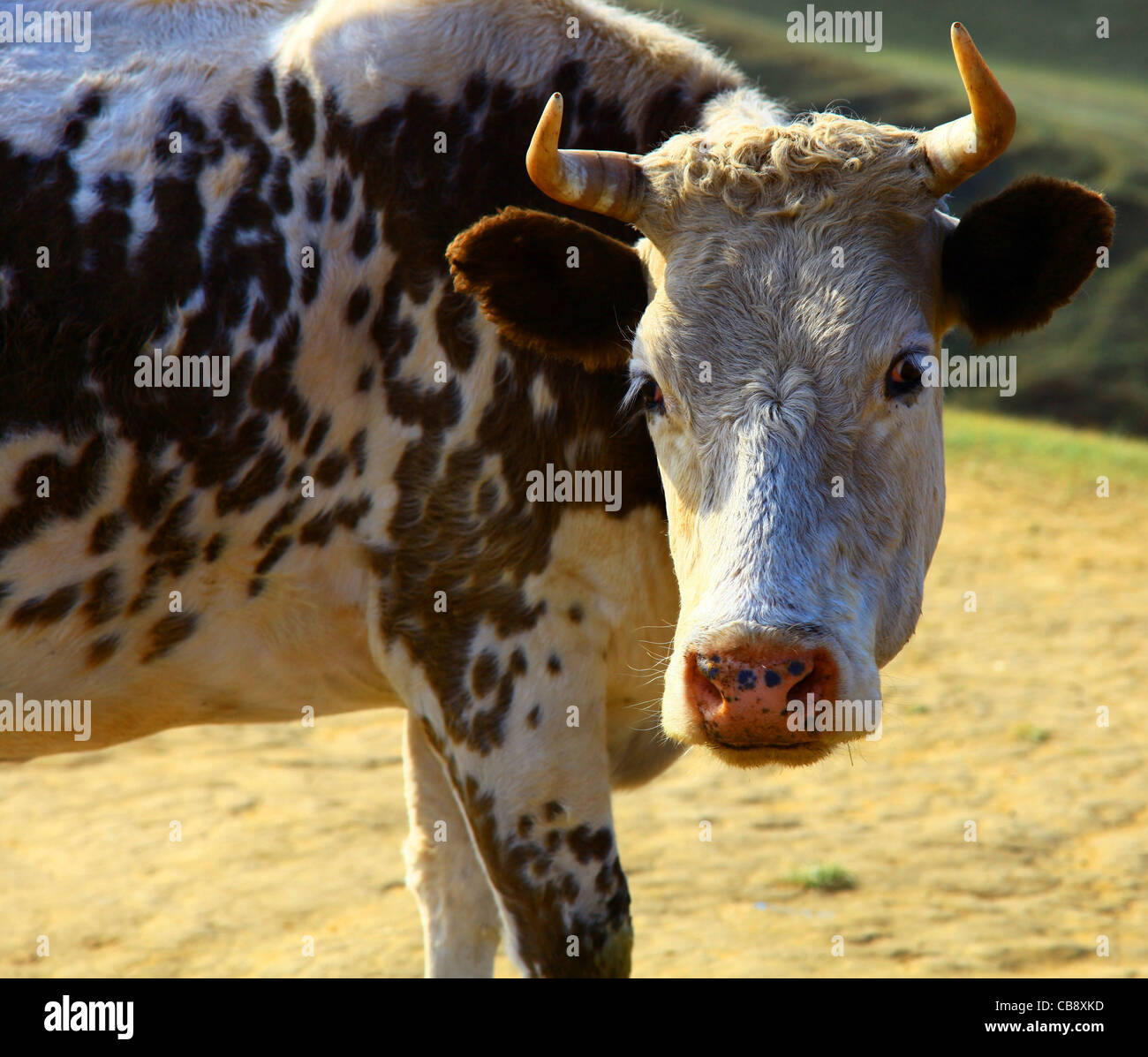 Close up of the cow. Face view Stock Photo - Alamy
