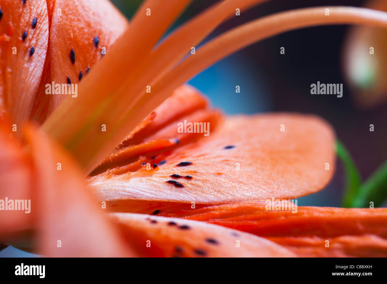 Lilium lancifolium tigrinum splendens hi-res stock photography and ...
