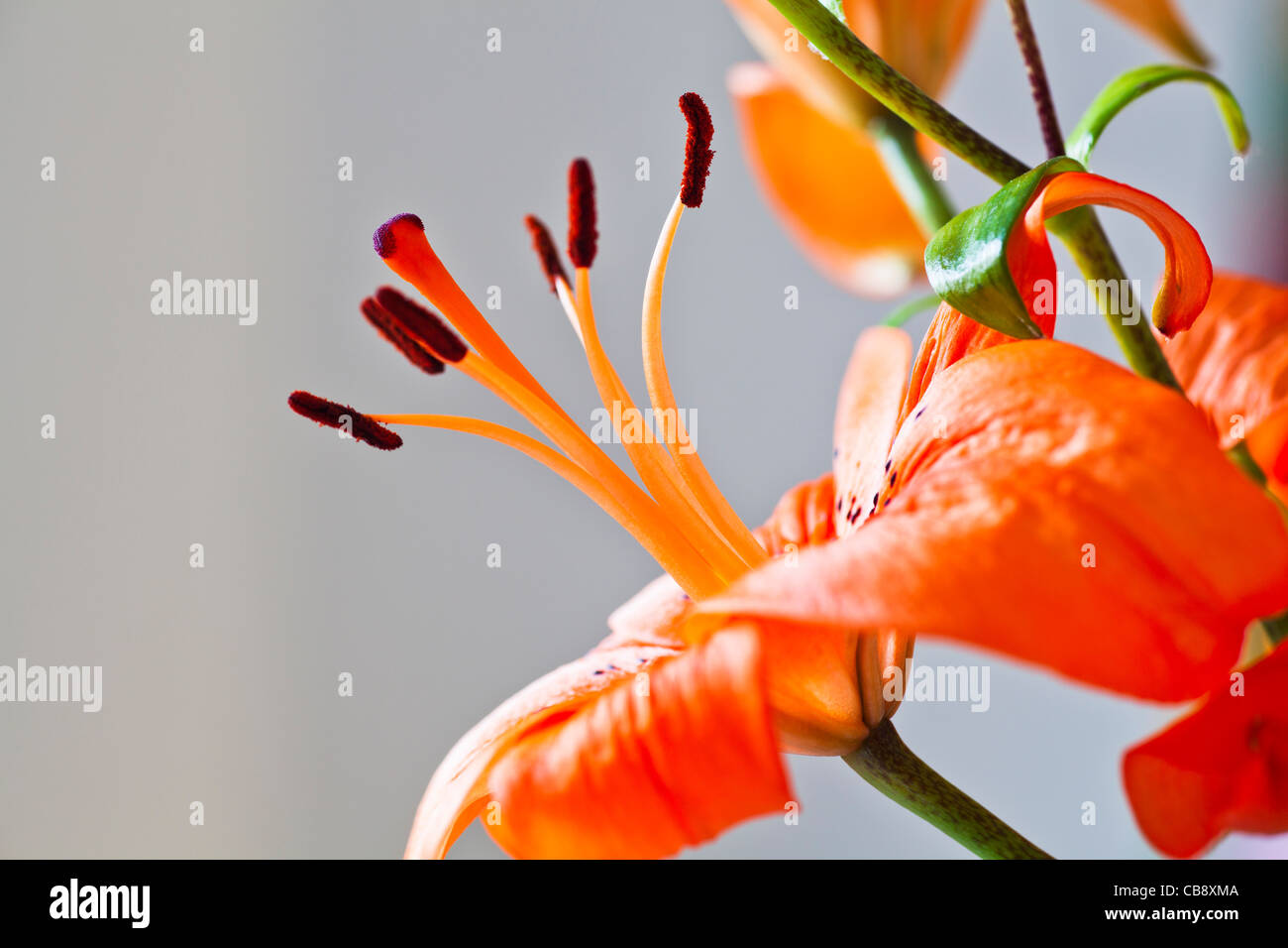 Orange tiger lily pollen covered hi-res stock photography and images ...