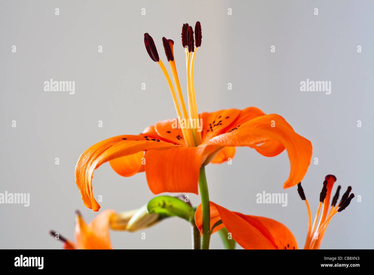 orange tiger lily with pollen covered anthers Stock Photo - Alamy