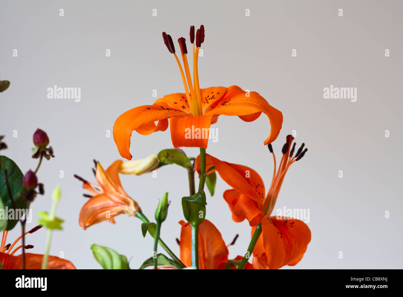 orange tiger lily with pollen covered anthers Stock Photo - Alamy