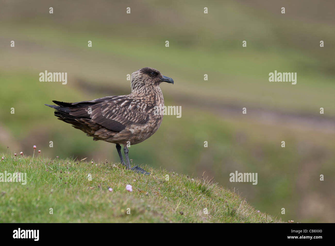Great Skua, Bonxie, Shetland, Catharacta skua, Skua, adult, Shetland ...