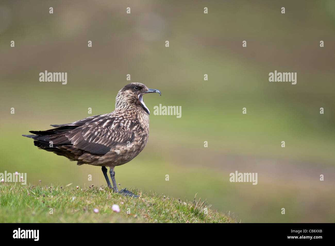 Great Skua, Bonxie, Shetland, Catharacta skua, Skua, adult, Shetland ...