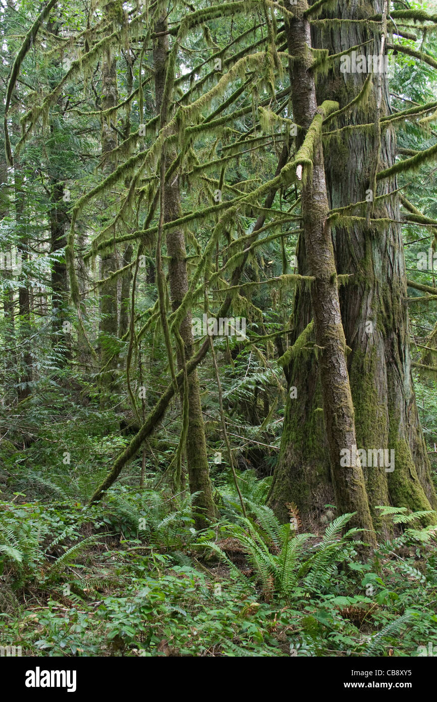 Dense forest with moss and ferns on Victoria Island, British Columbia ...