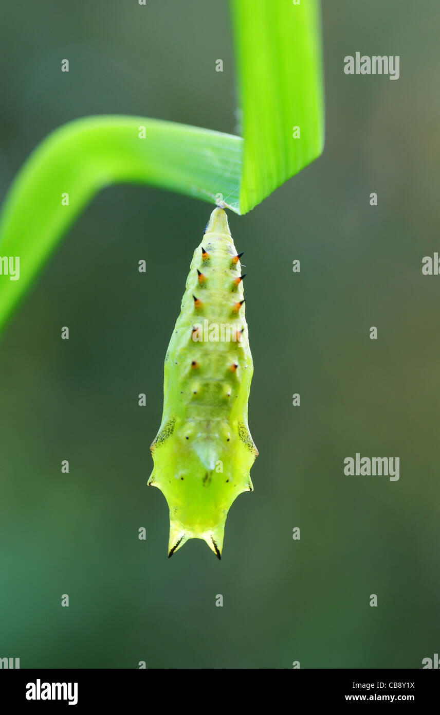 Cocoon to butterfly hi-res stock photography and images - Alamy