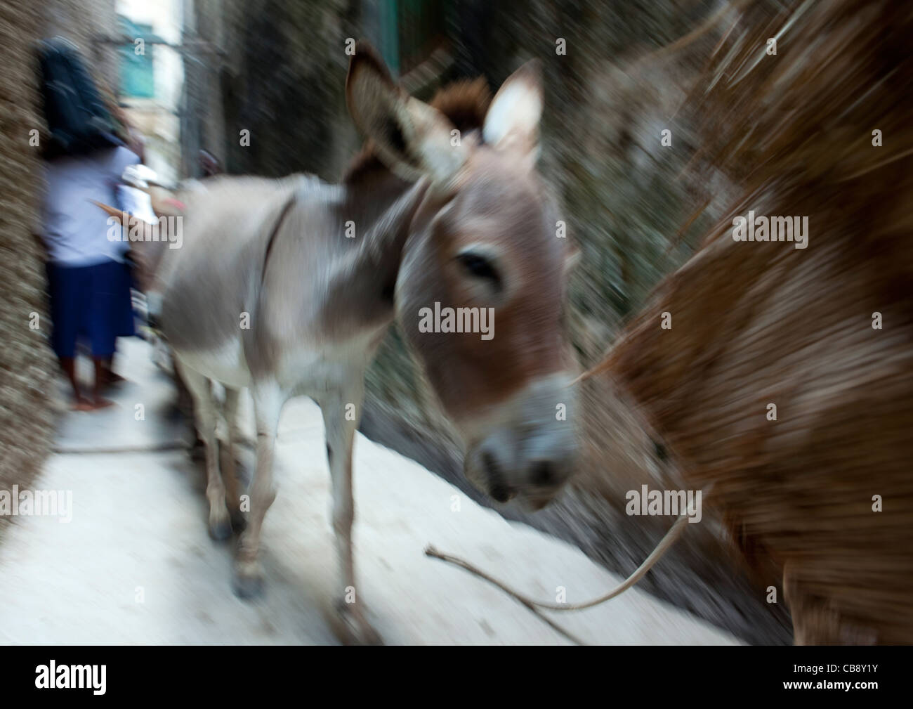 Donkeys In A Street Of Lamu, Kenya Stock Photo - Alamy