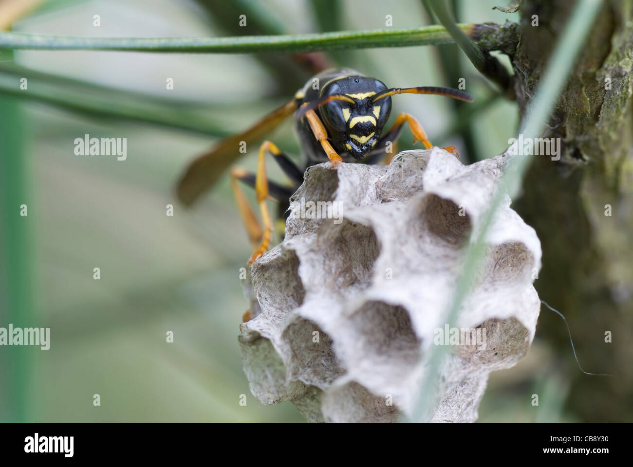 Large wasp hi-res stock photography and images - Alamy