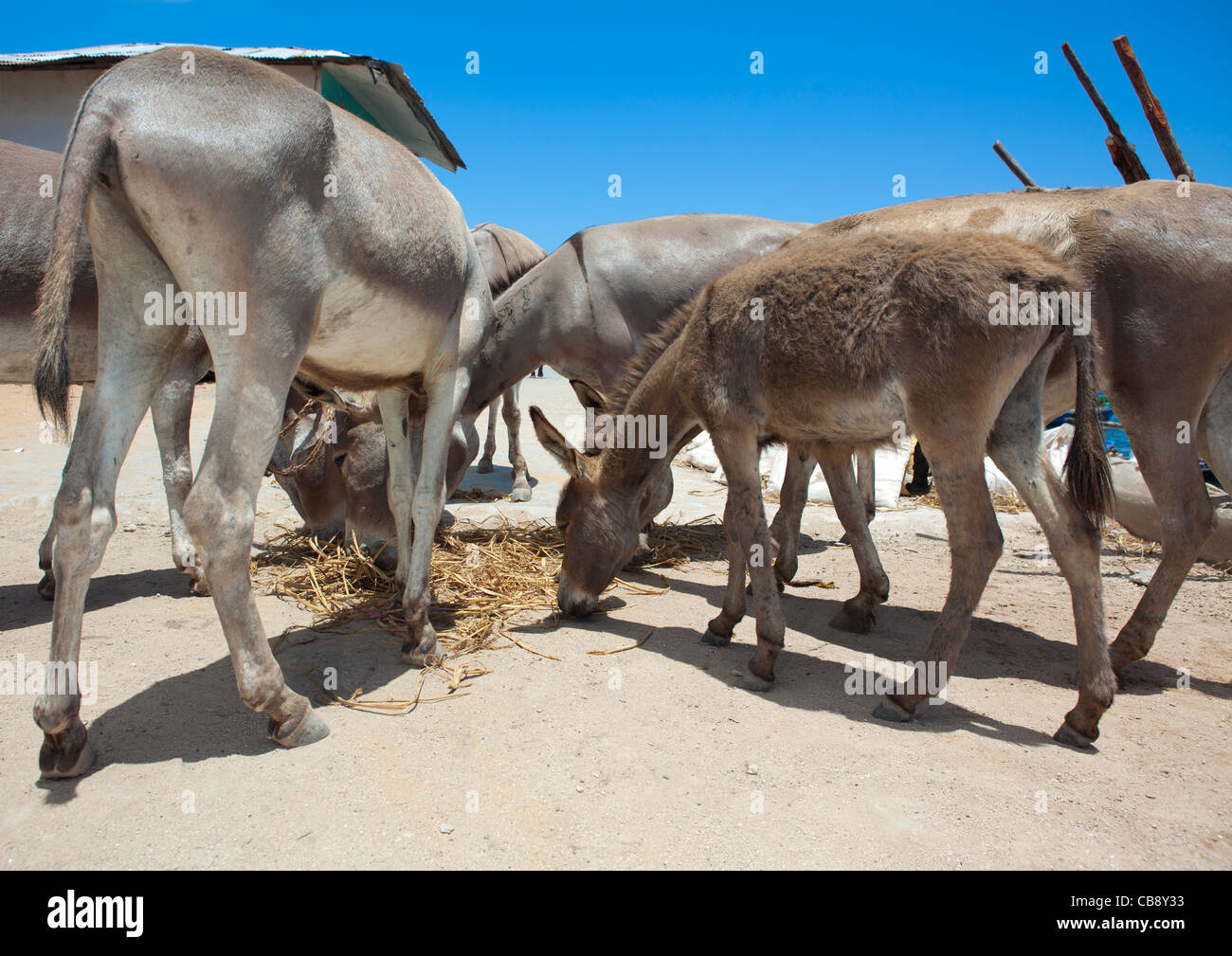 Lamu donkey hi-res stock photography and images - Alamy