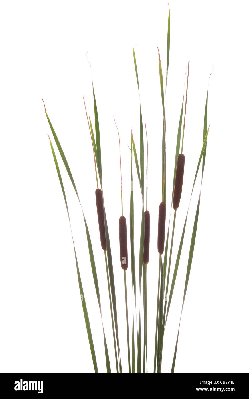 Cattails hi-res stock photography and images - Alamy