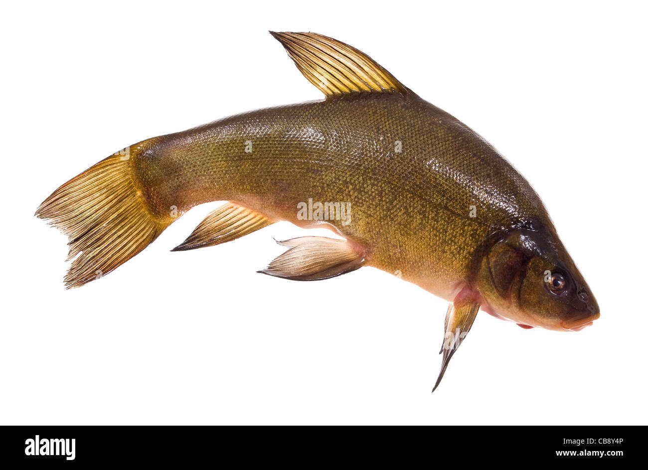 Tench fish hi-res stock photography and images - Alamy