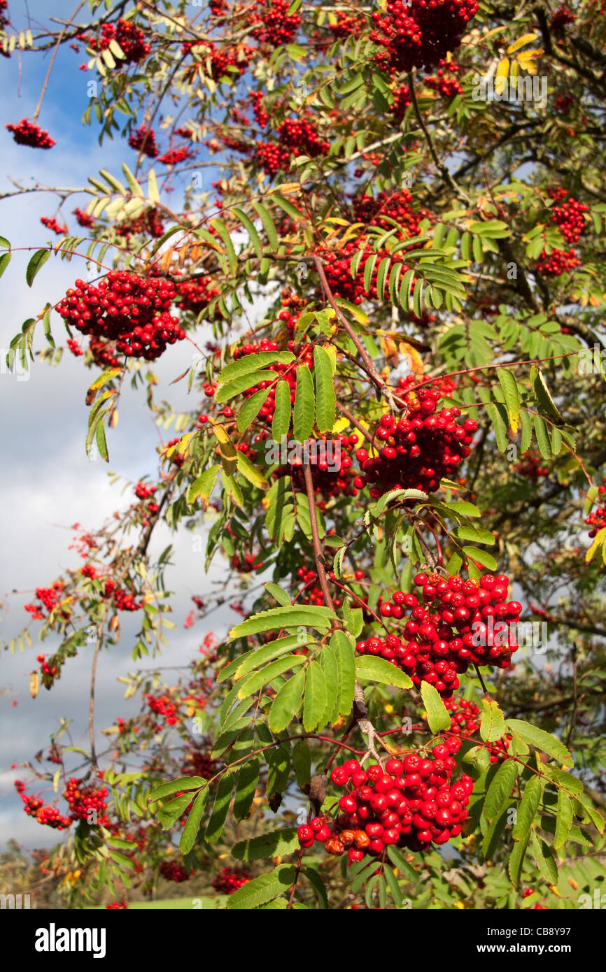 Rowan Tree (Sorbus aucuparia Stock Photo - Alamy