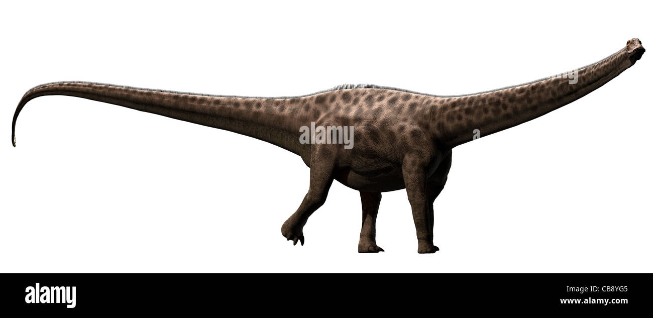 Diplodocus was a genus of diplodocid sauropod dinosaurs, whose fossils ...
