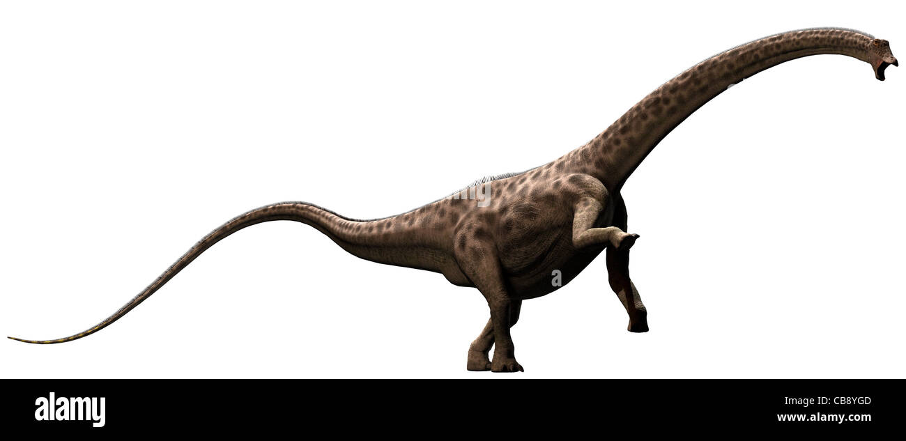 Diplodocus was a genus of diplodocid sauropod dinosaurs, whose fossils ...