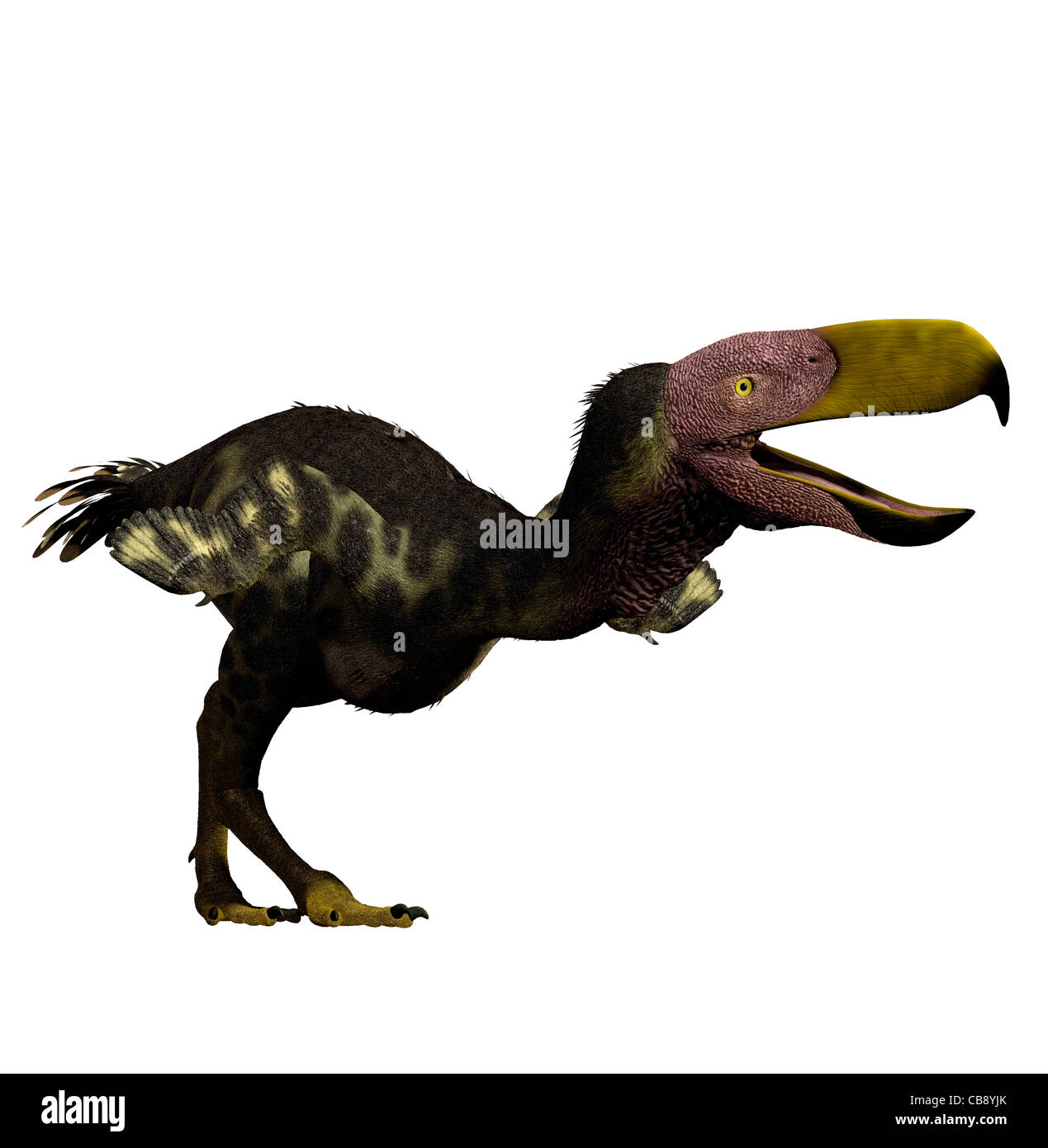 Kelenken guillermoi hi-res stock photography and images - Alamy