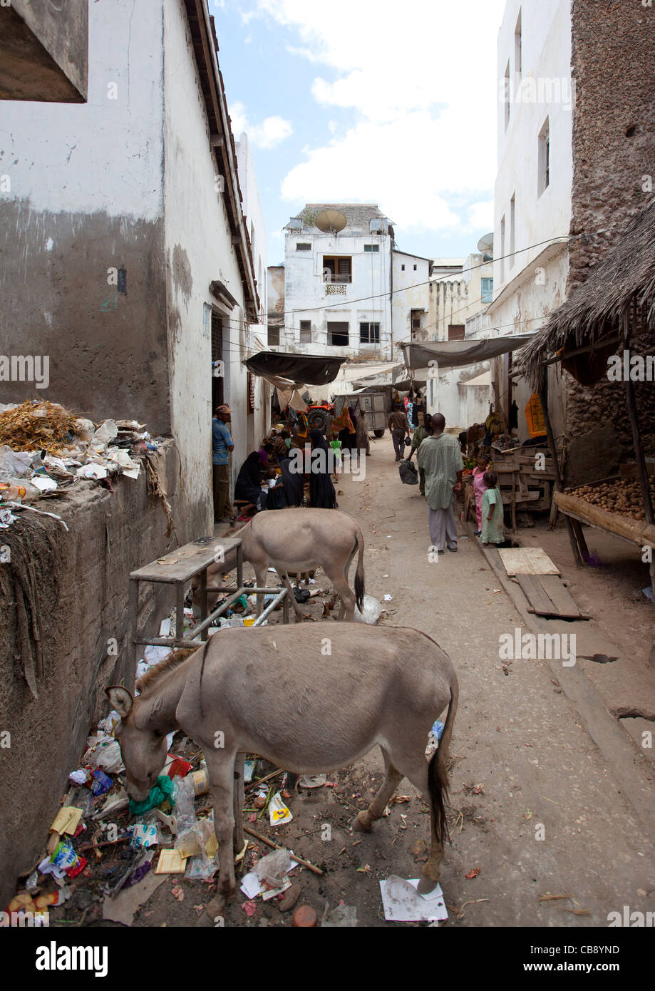 Dirty donkey hi-res stock photography and images - Alamy