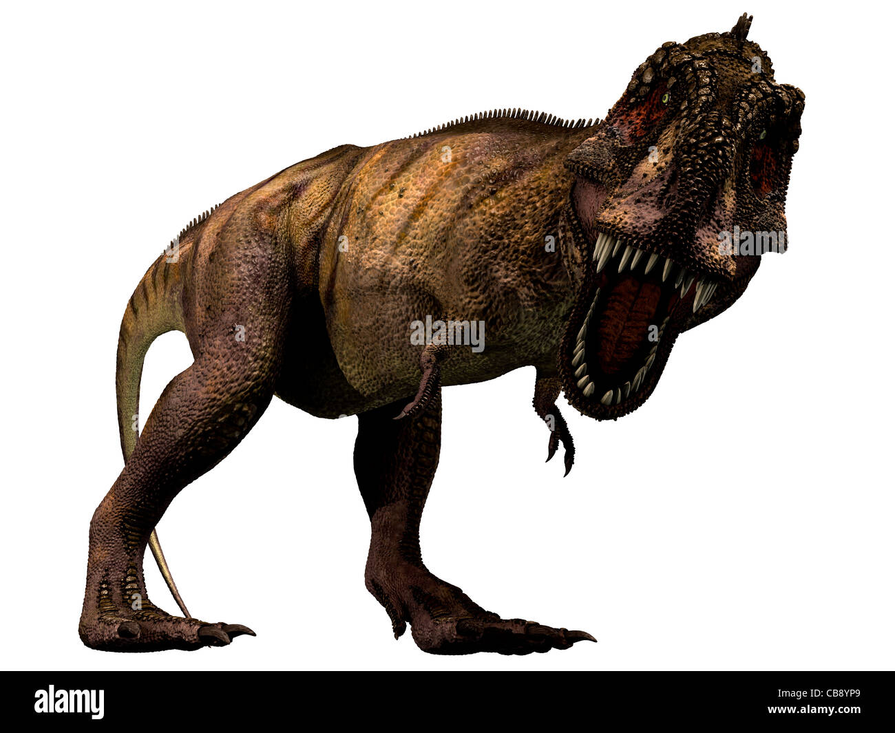 Tyrannosaurus Rex or T Rex Stock Photo - Alamy
