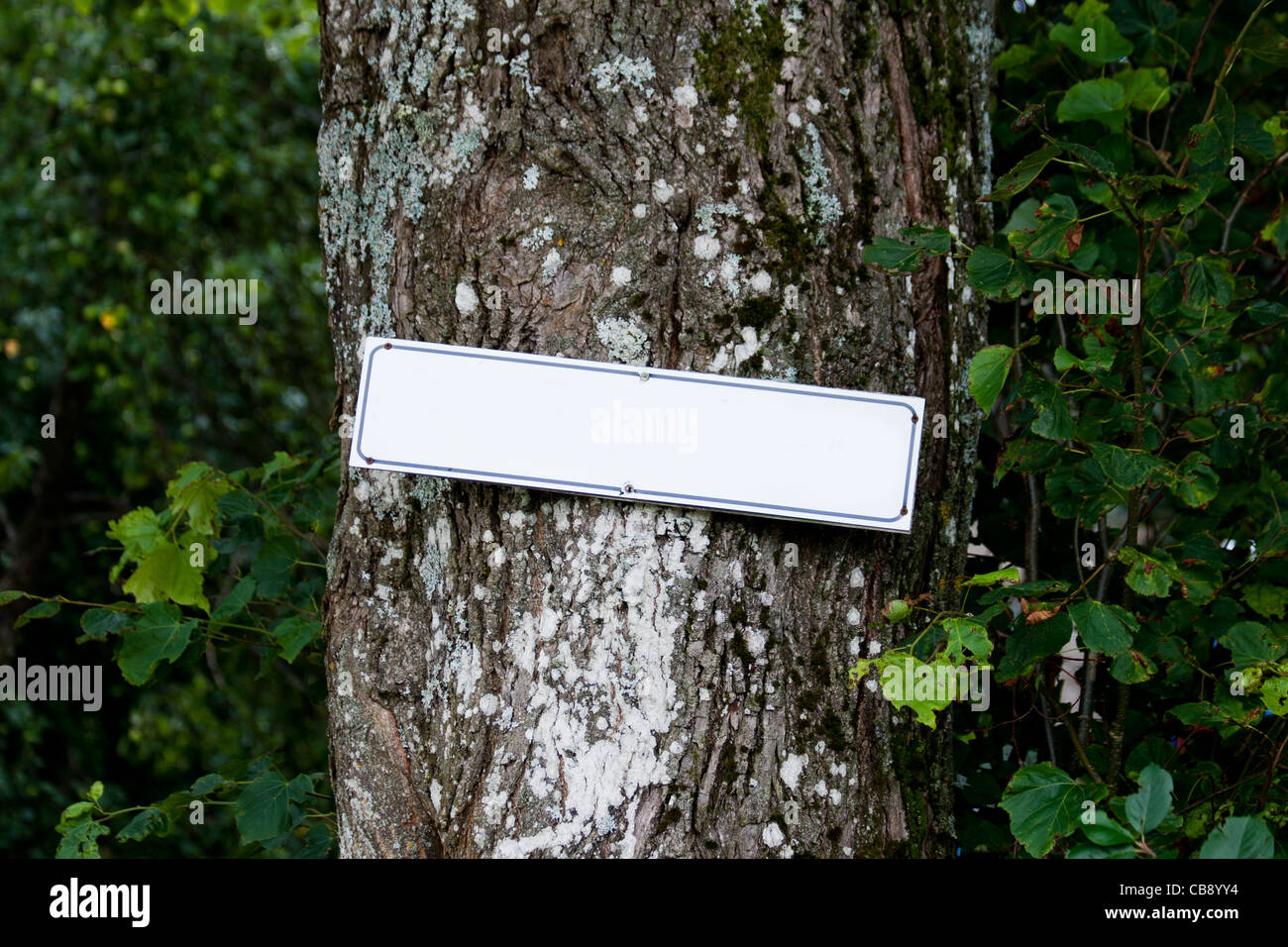 White blank sign on a tree in forest Stock Photo - Alamy