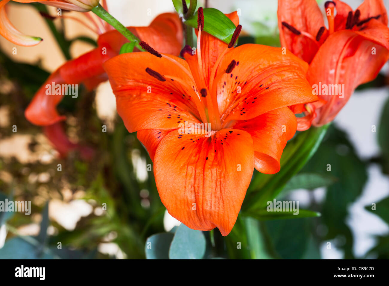 orange tiger lily with pollen covered anthers Stock Photo - Alamy