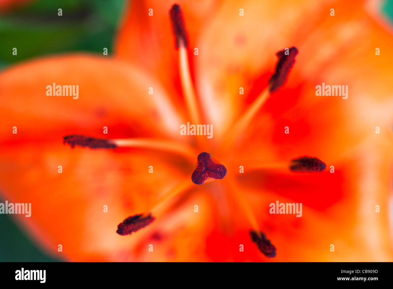 orange tiger lily with pollen covered anthers Stock Photo - Alamy