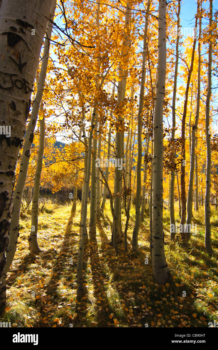 Aspen square hi-res stock photography and images - Alamy