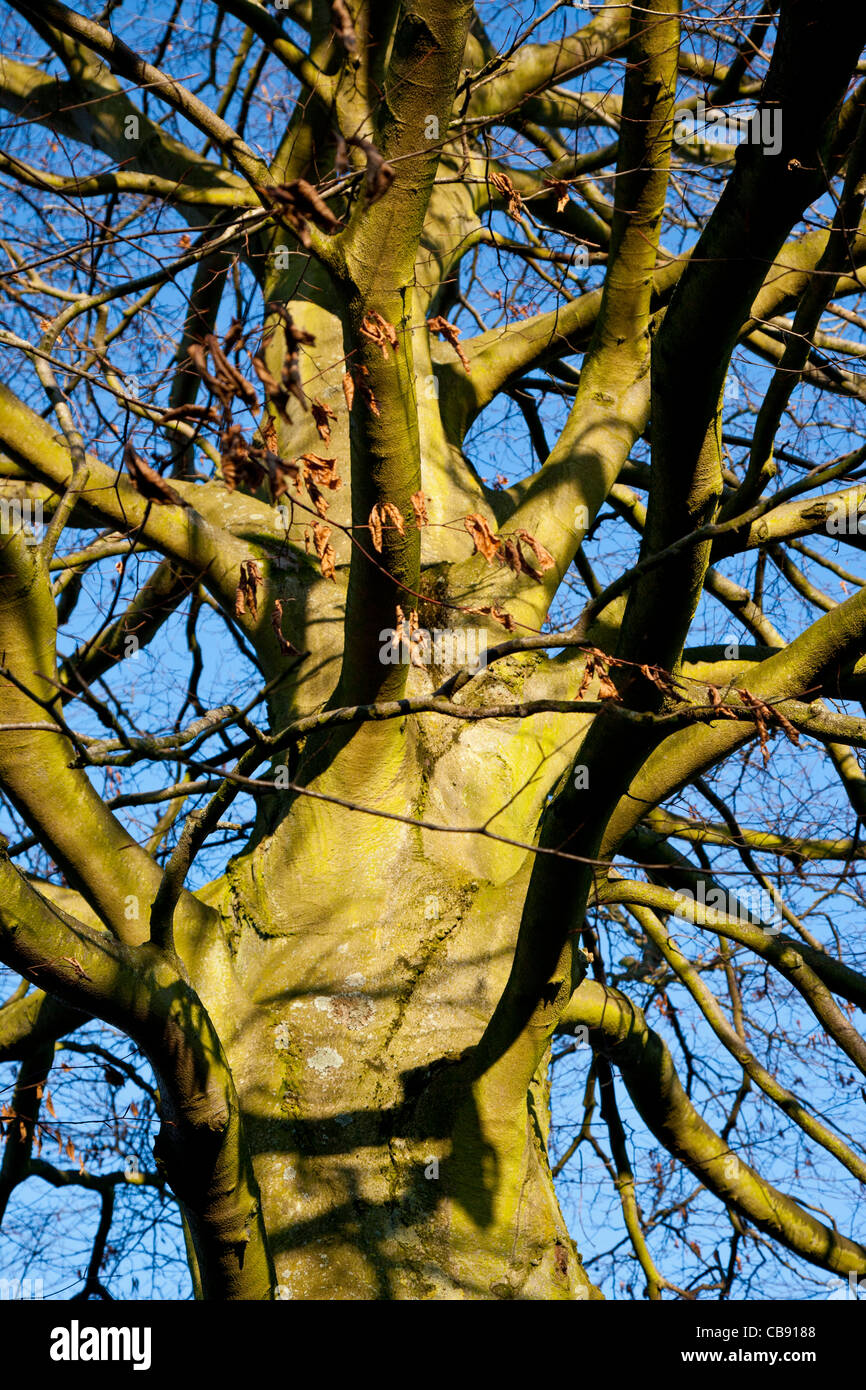Bare tree trunk in winter, Devon, England Stock Photo - Alamy