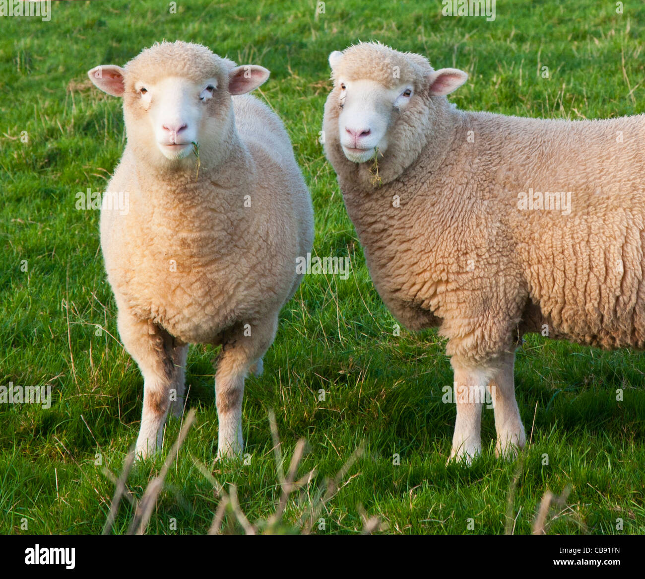 Sheep on a hill hi-res stock photography and images - Alamy