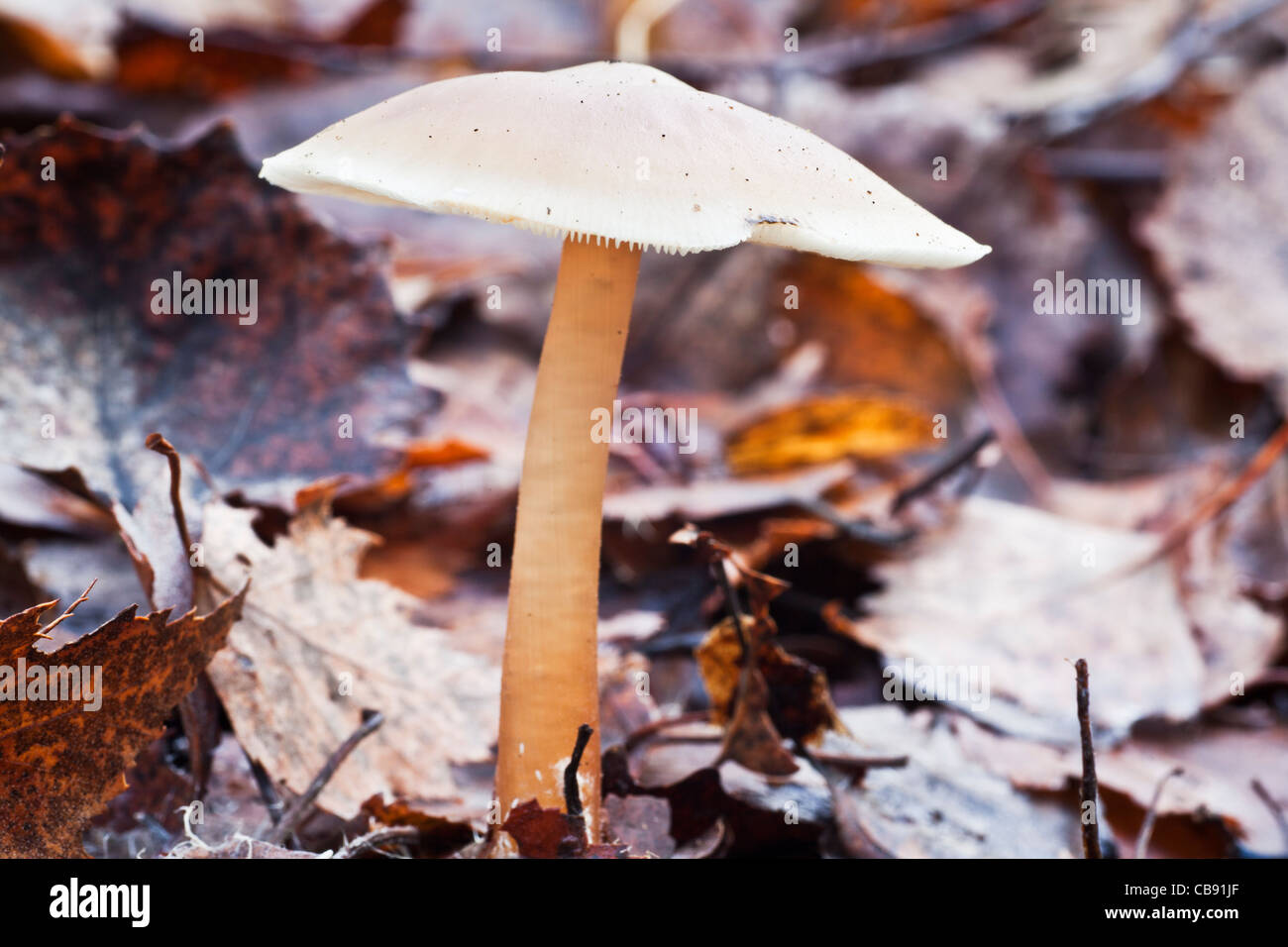 Beige toadstool in brown fallen leaves in autumn in English woodland ...