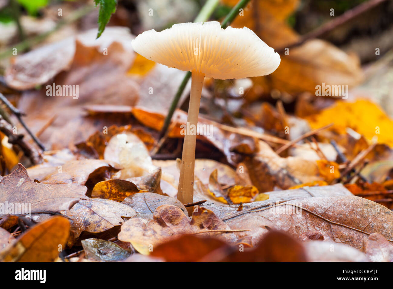 Beige toadstool in brown fallen leaves with a glowing, translucent cap ...
