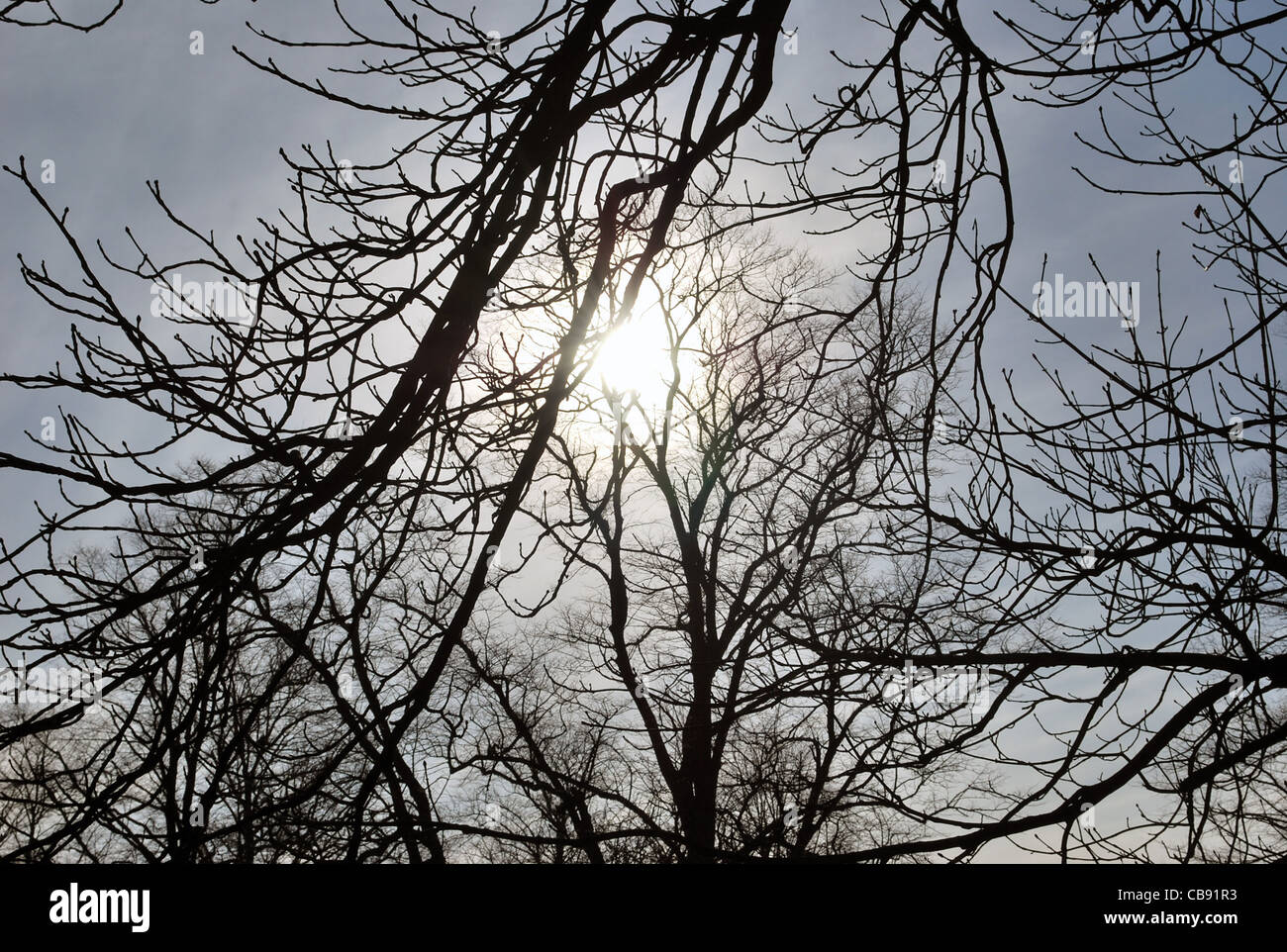 Sunlight coming through tree branches hi-res stock photography and ...