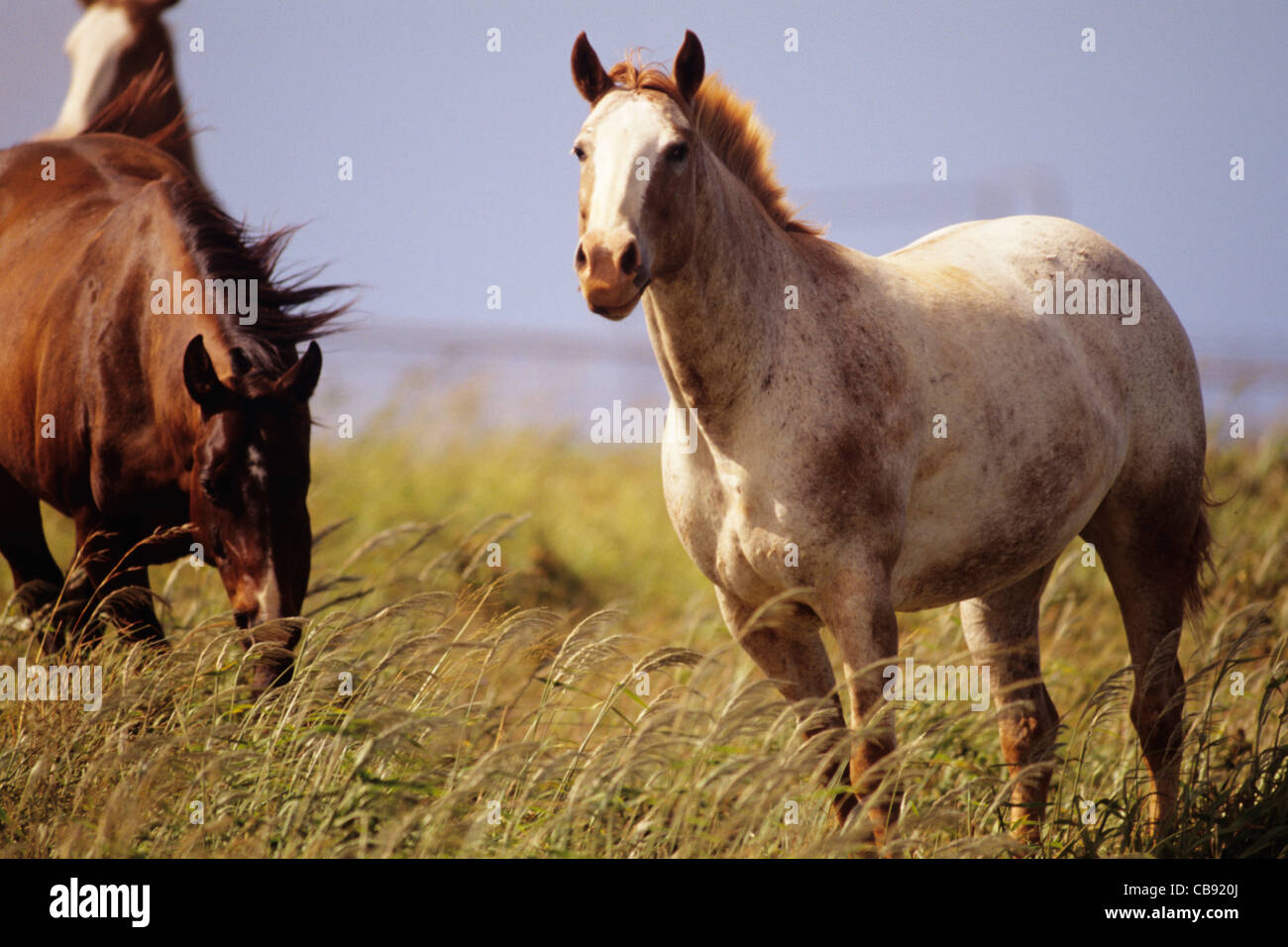Hawaii, Molokai Ranch, Horses in Pasture Stock Photo - Alamy