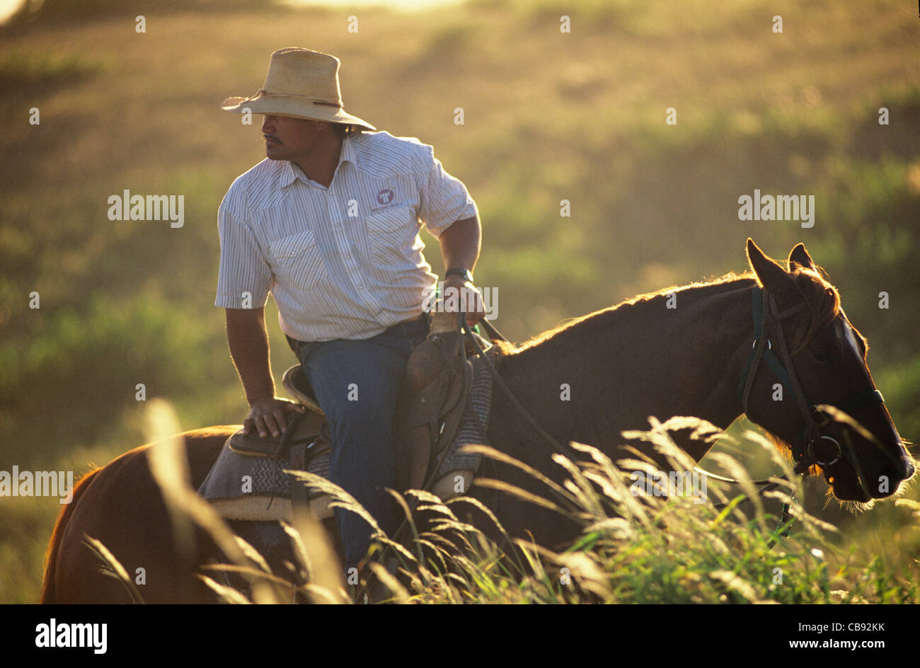 Hawaii, Molokai Ranch, paniolo on ride in pasture Stock Photo - Alamy