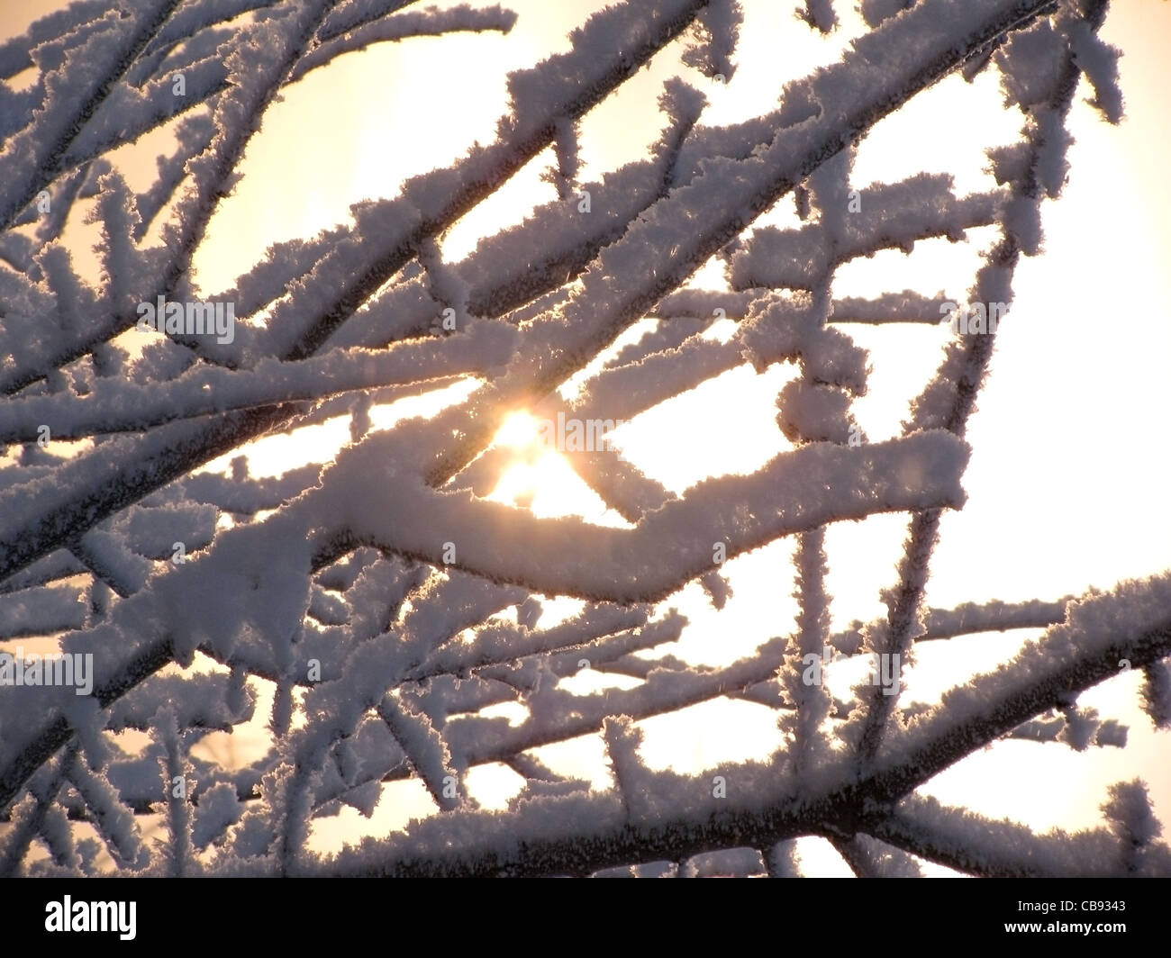 view on sun through branches of tree with snow Stock Photo - Alamy