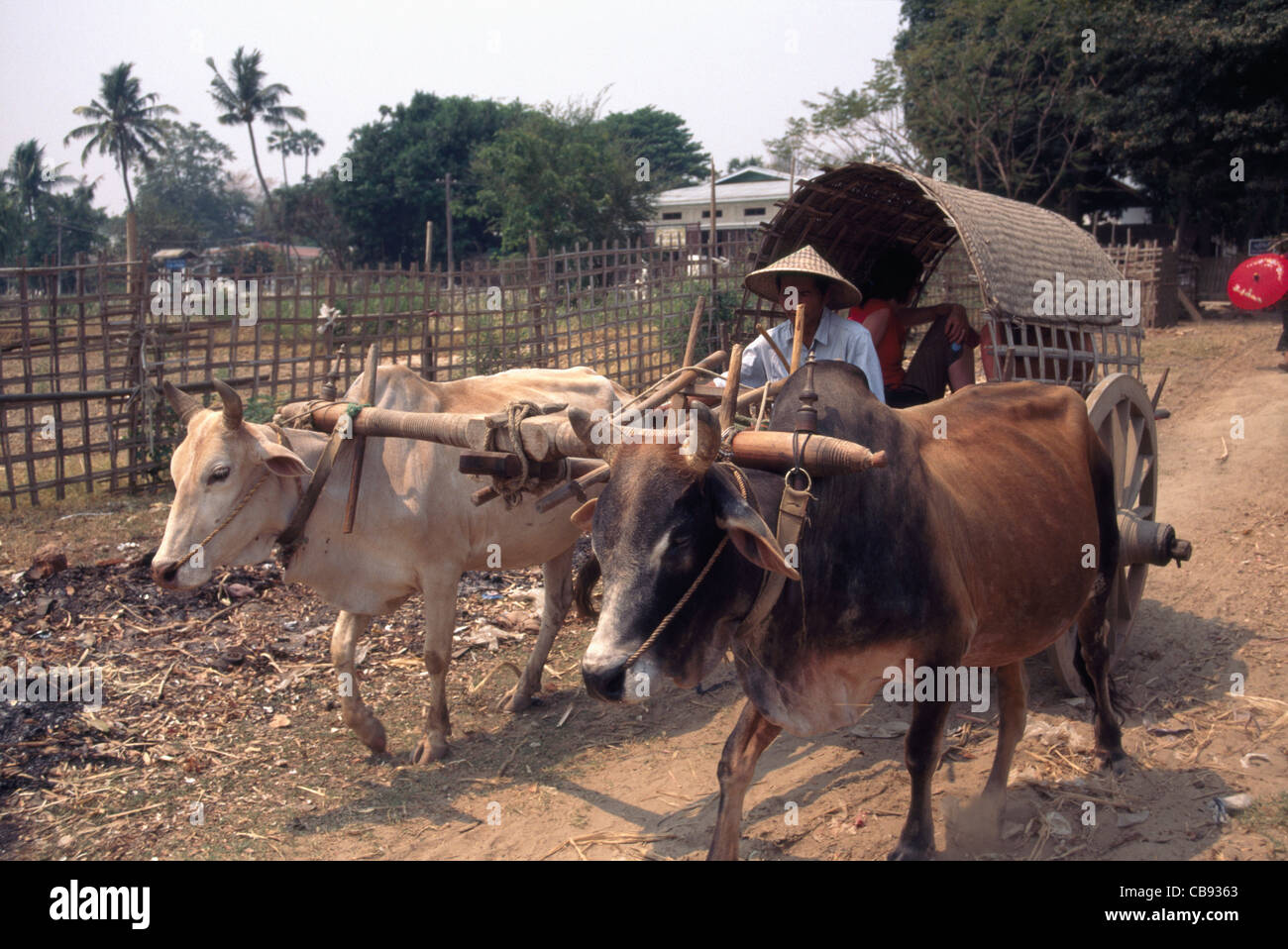 Man carrying young foreign tourists in his ox-driven cart in village of ...