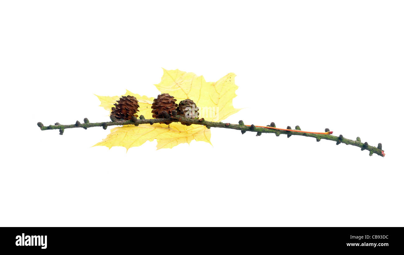 autumn pine cone maple leaf isolated on white Stock Photo - Alamy