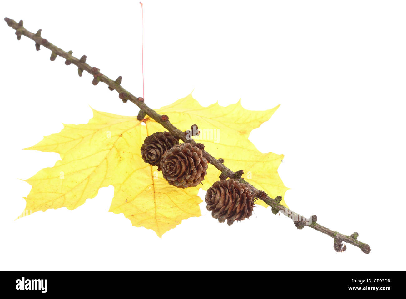 Pine and maple Cut Out Stock Images & Pictures - Alamy