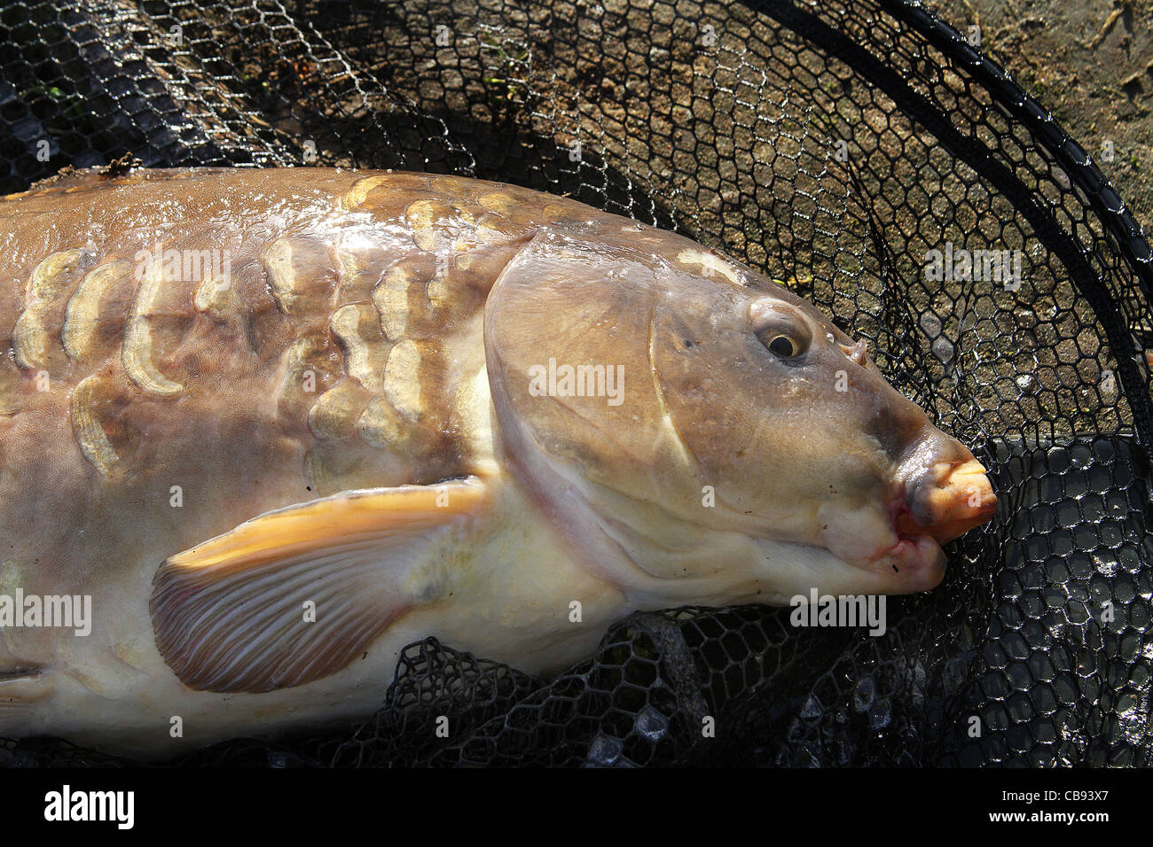 Large Mirror Carp in excess of 20 pounds caught in commercial sport ...