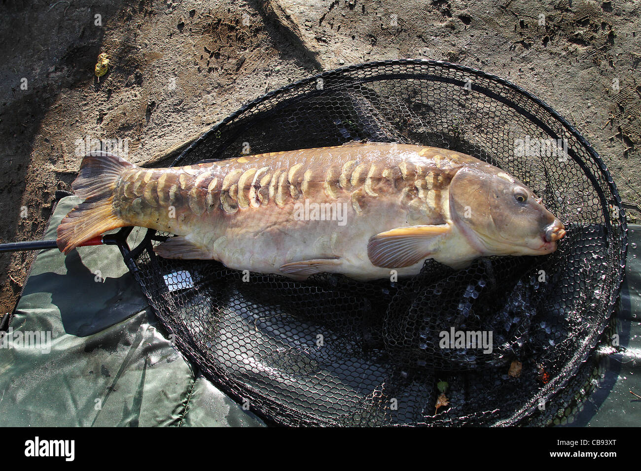 Large Mirror Carp in excess of 20 pounds caught in commercial sport ...