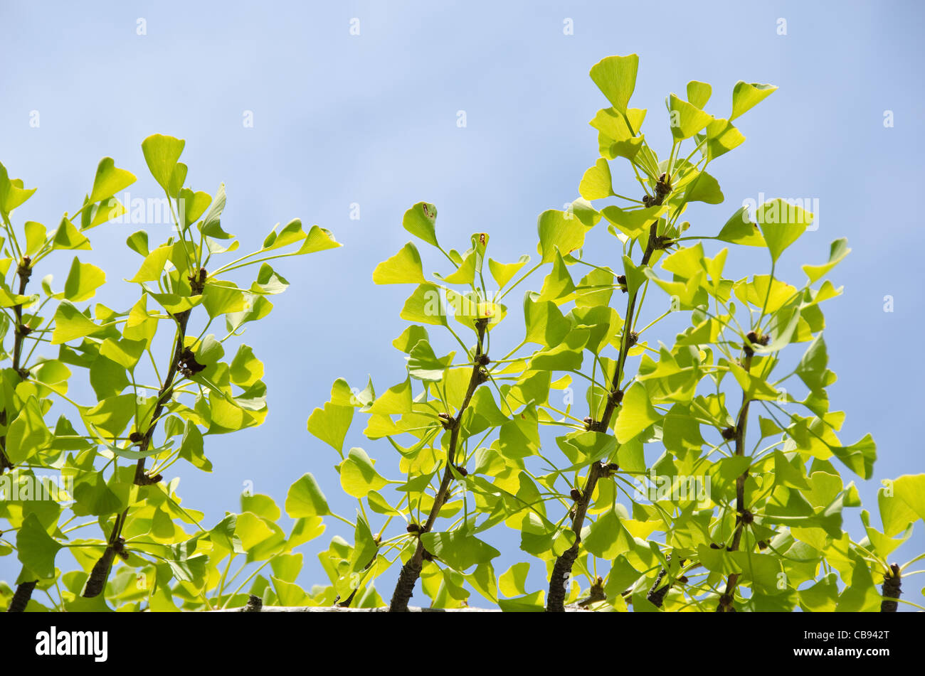 Ginko tree autumn hi-res stock photography and images - Alamy