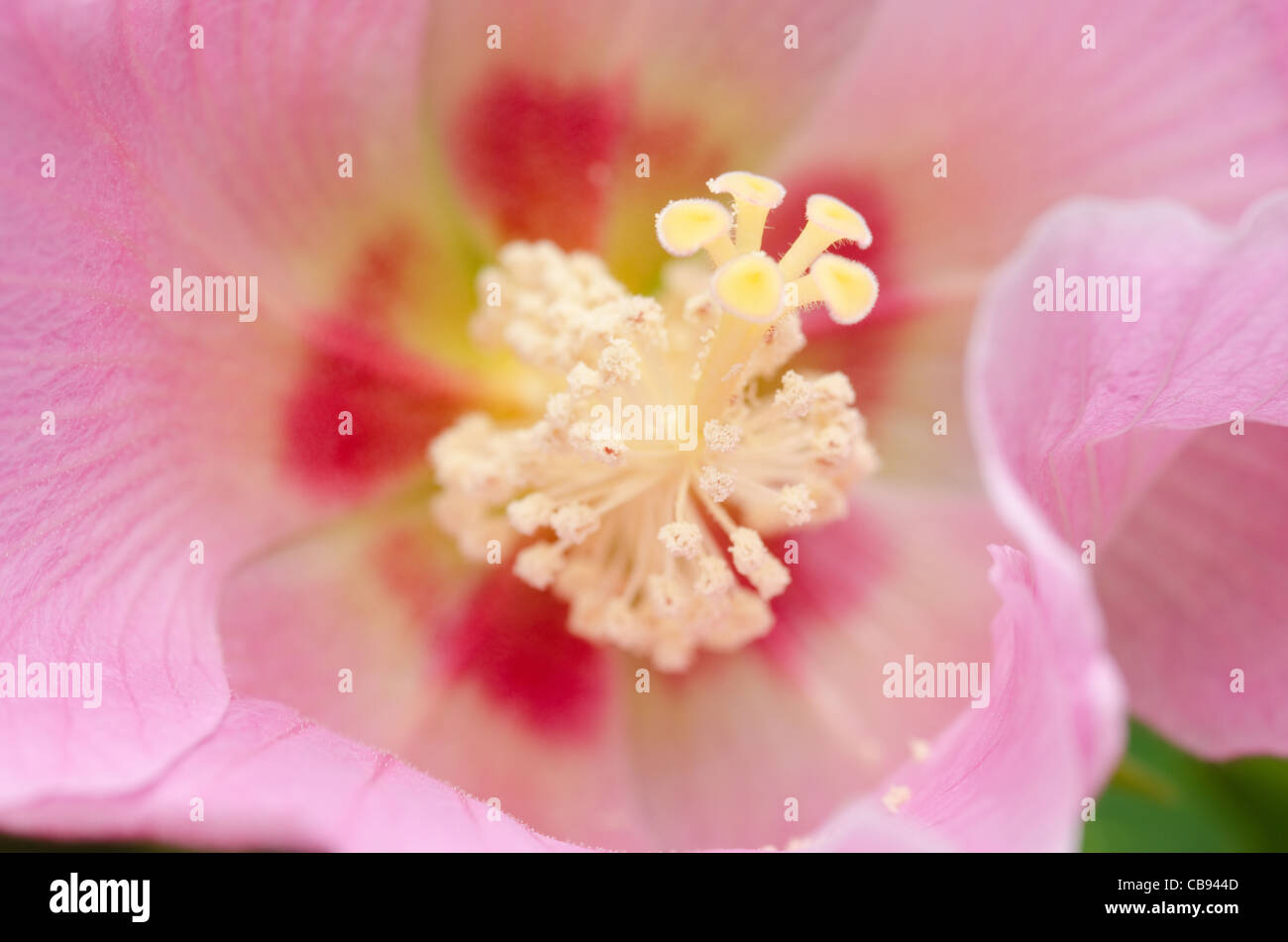 Hibiscus flower hi-res stock photography and images - Alamy