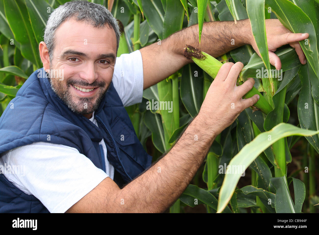 Farmer kneeling by crop Stock Photo - Alamy