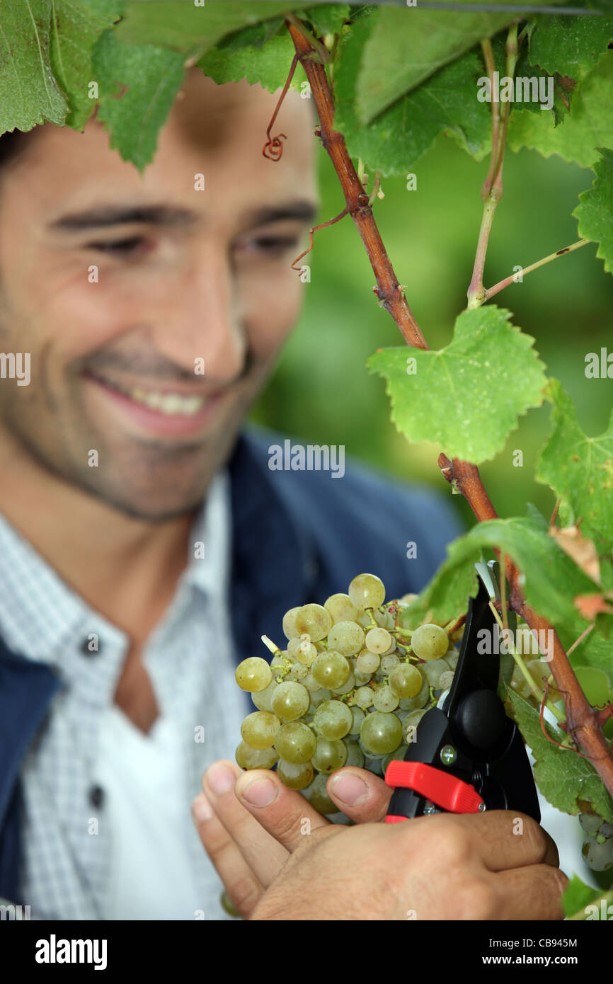 Grape grower cutting a bunch of grapes Stock Photo - Alamy