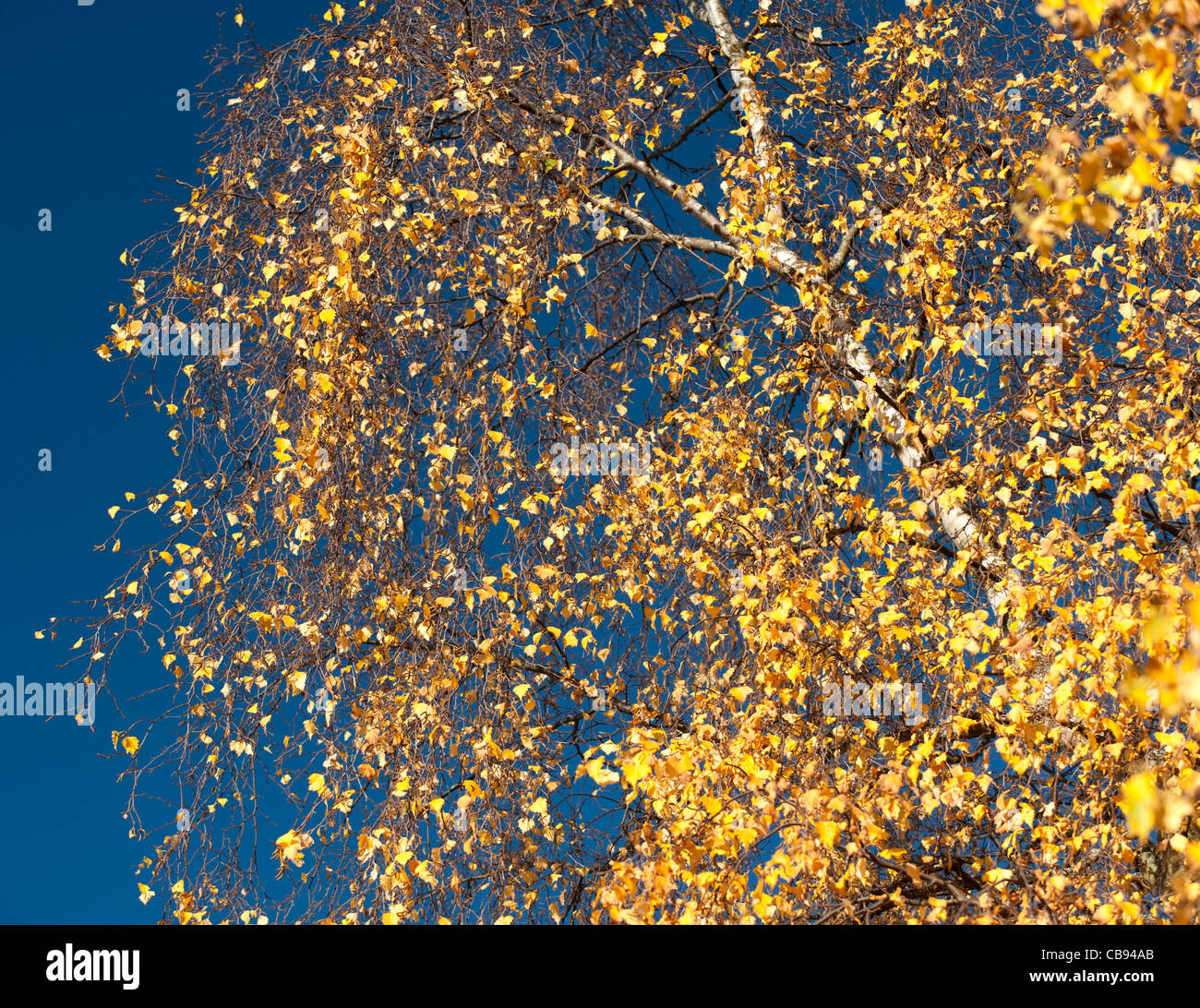 Yellow leaves in the fall Stock Photo - Alamy