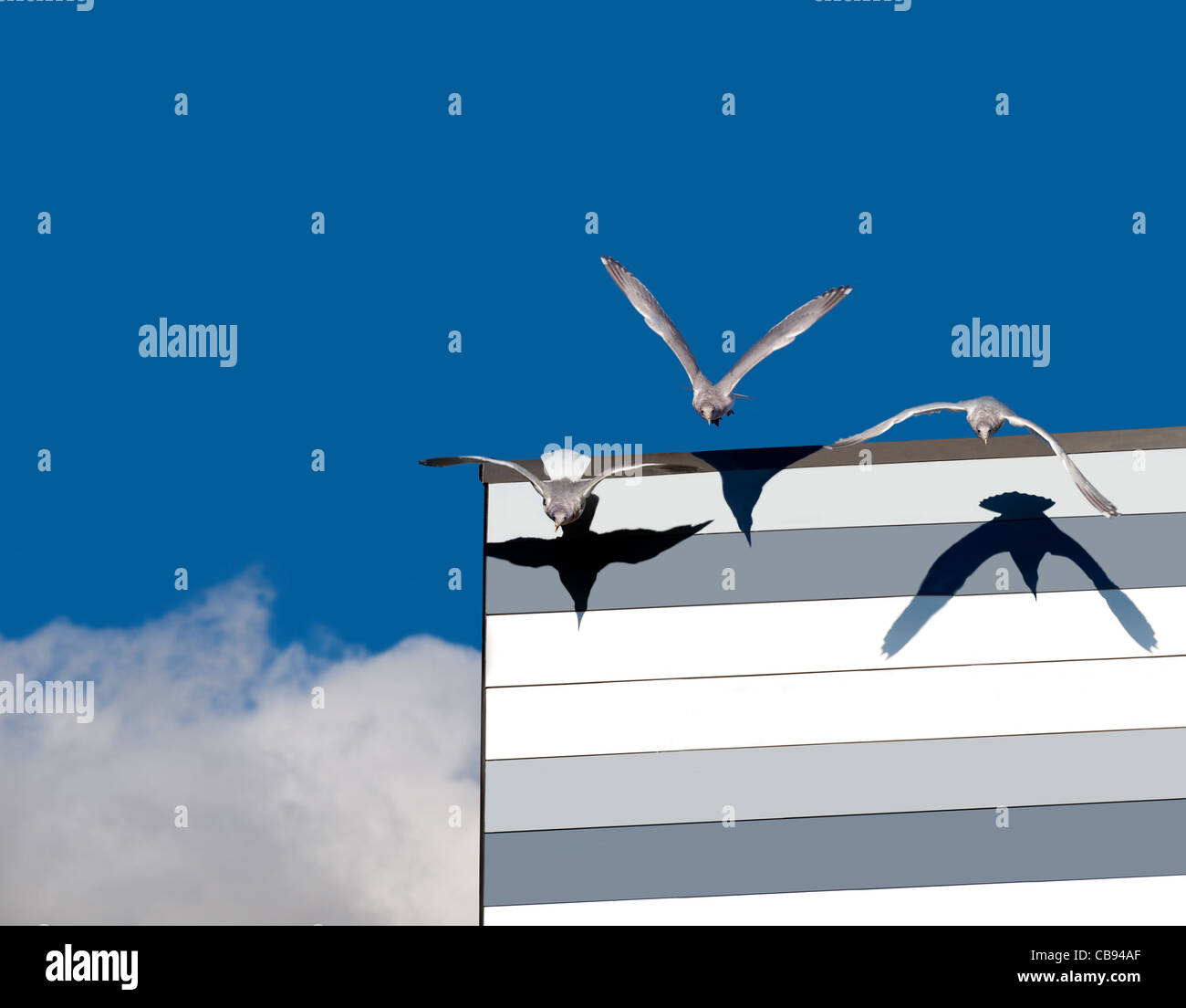 Three seagulls flying Stock Photo - Alamy