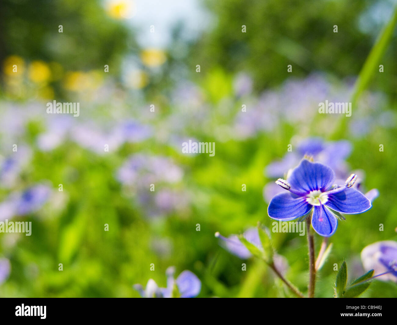 Birds eye speedwell blue flower hi-res stock photography and images - Alamy