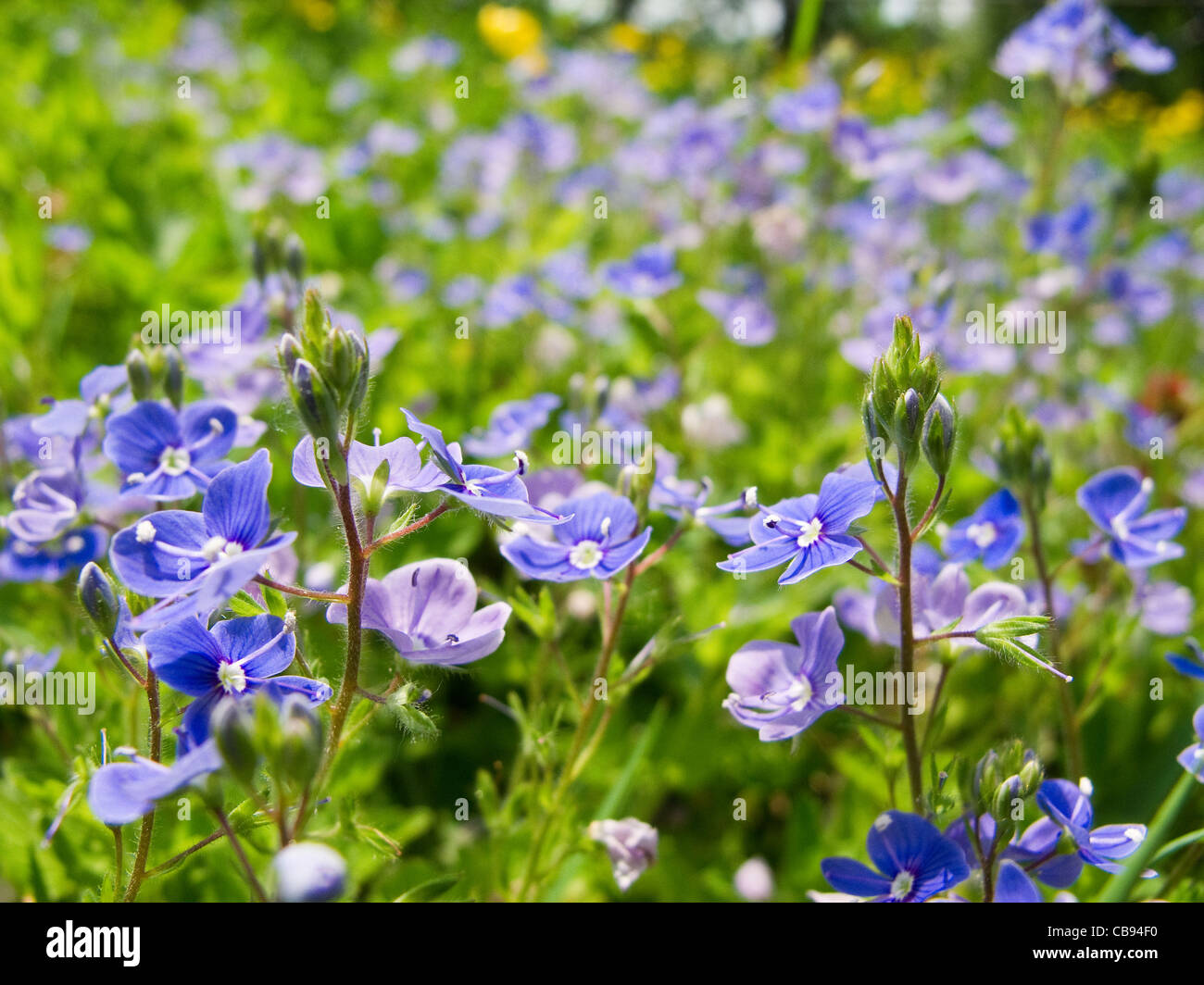 Blue flower, Germander Speedwell, Bird's-eye Speedwell, Veronica ...